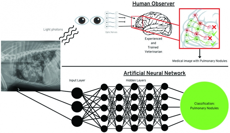 Artificial intelligence in veterinary medicine – Connected-vet