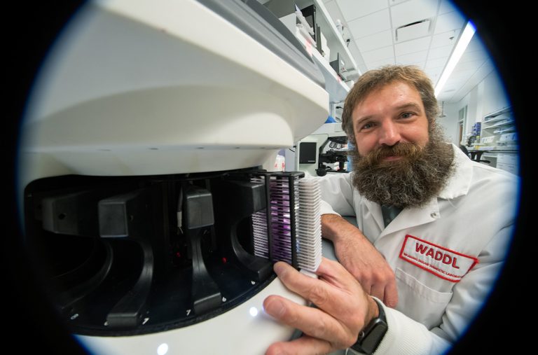 AI and digital pathology to be a ‘game-changer’ at WADDL – Connected-vet